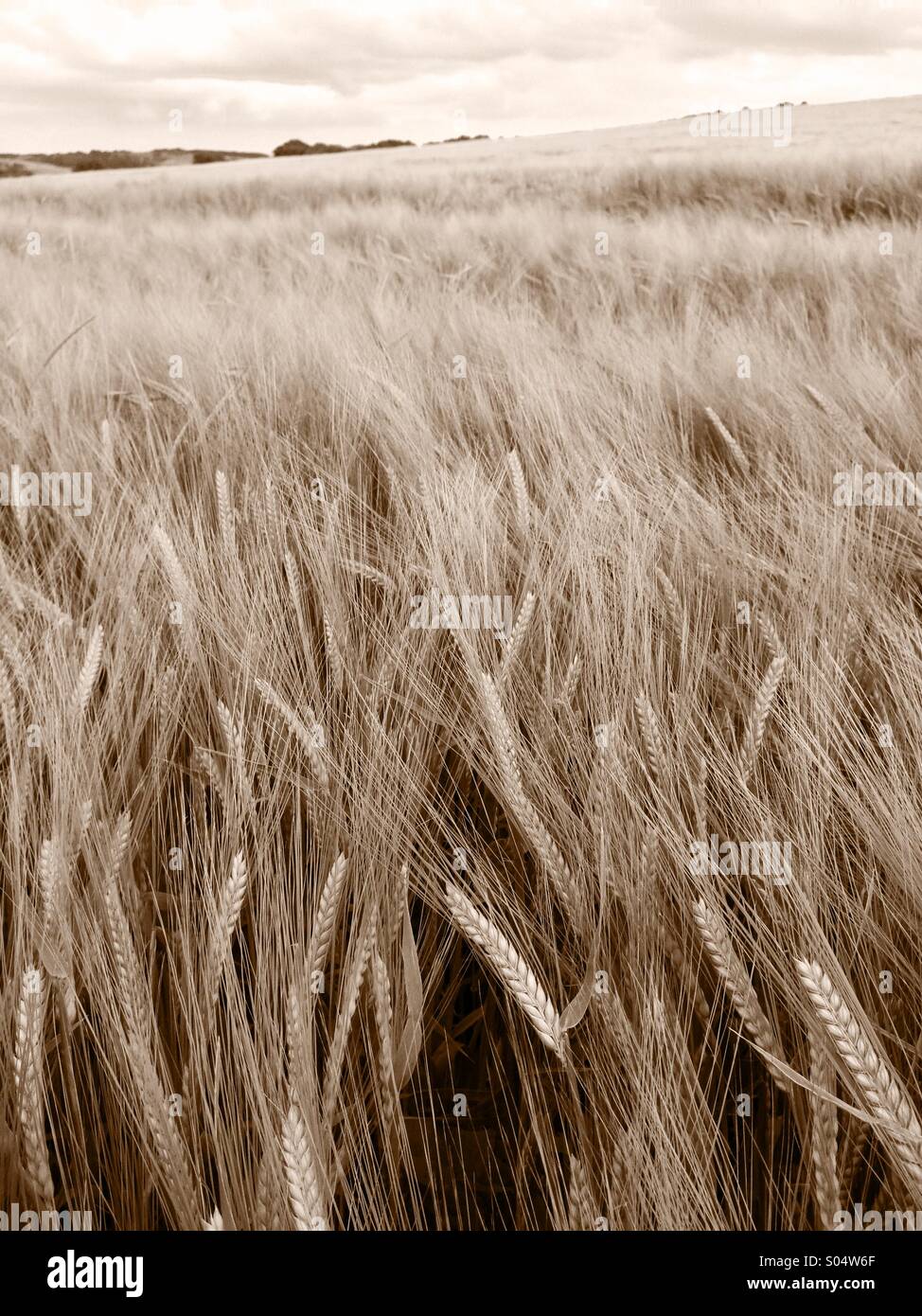 Sepia monochrome hi-res stock photography and images - Alamy