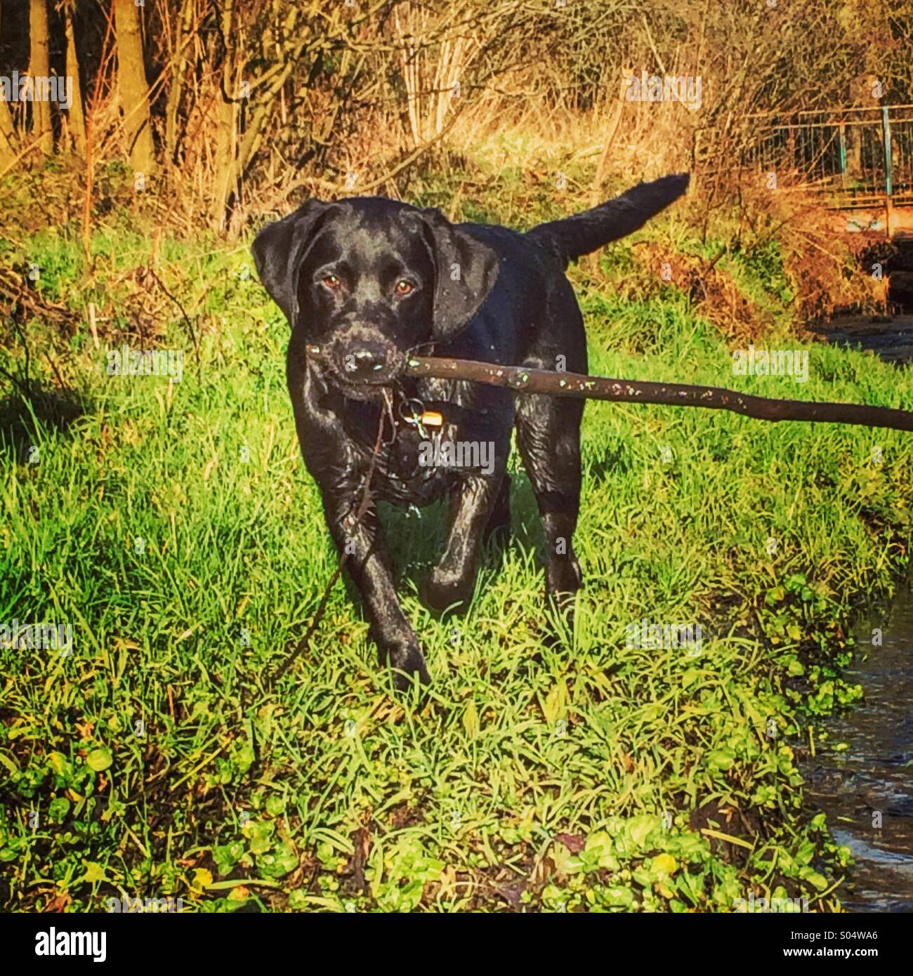 Labrador carrying stick hi-res stock photography and images - Alamy