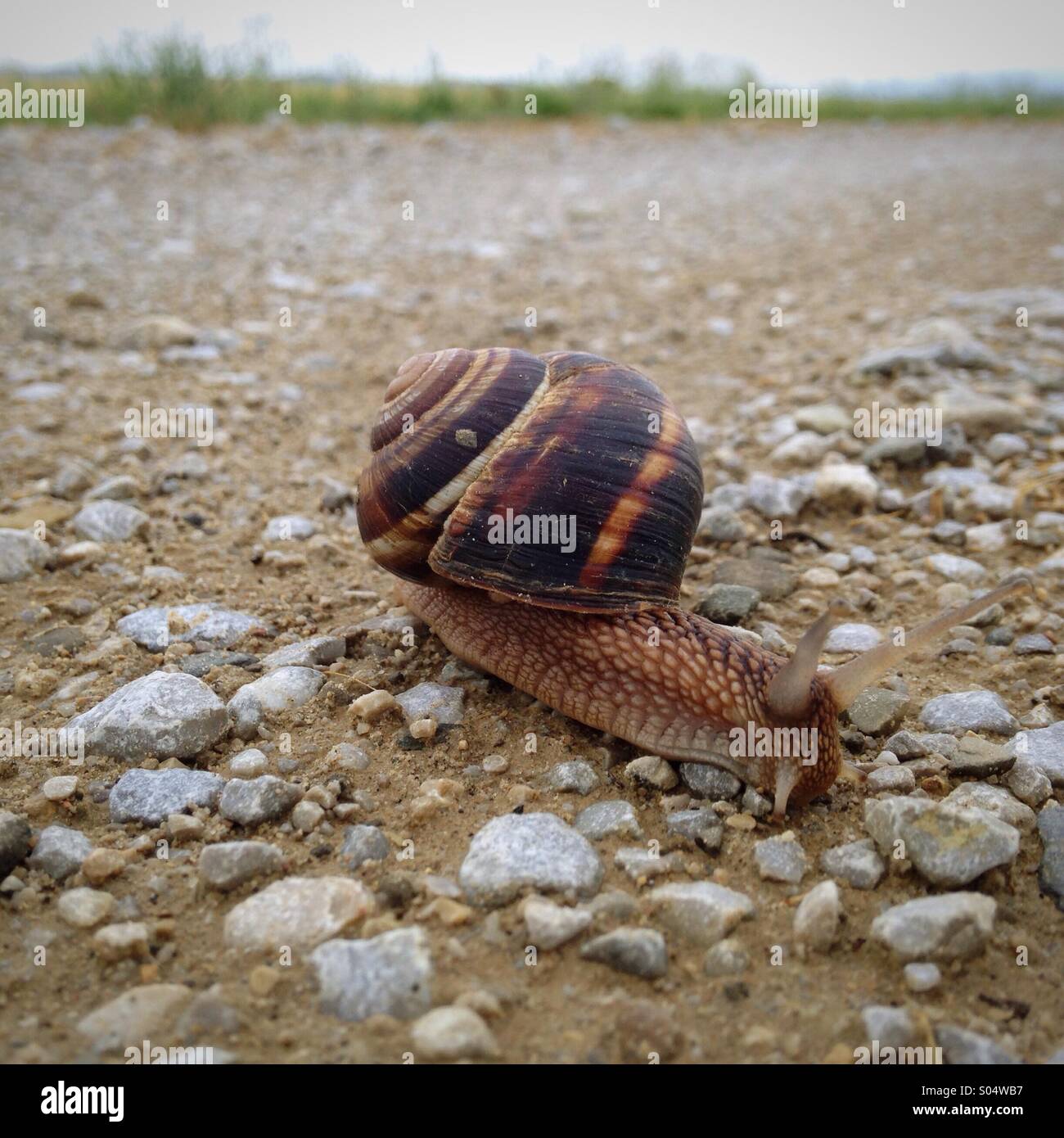 Slow moving snail hi-res stock photography and images - Alamy