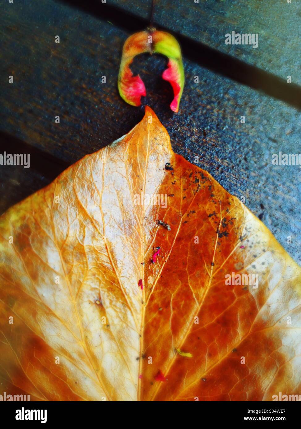 Together arrangement hi-res stock photography and images - Alamy