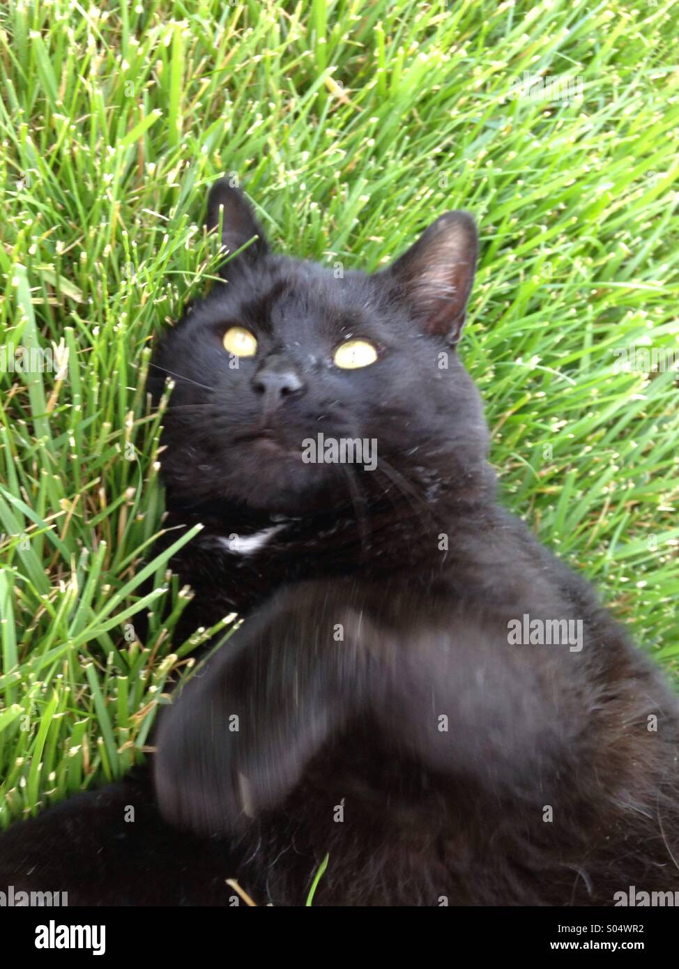 Interactive pet play hi-res stock photography and images - Alamy