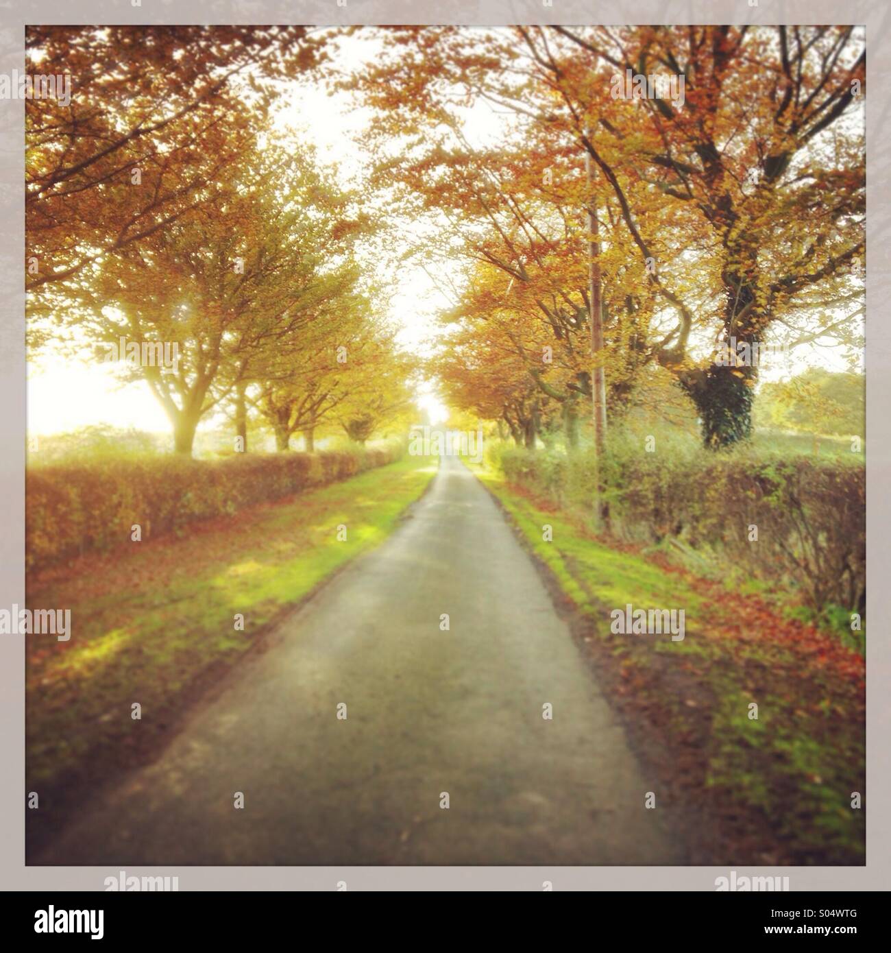 Tree lined horizon hi-res stock photography and images - Alamy