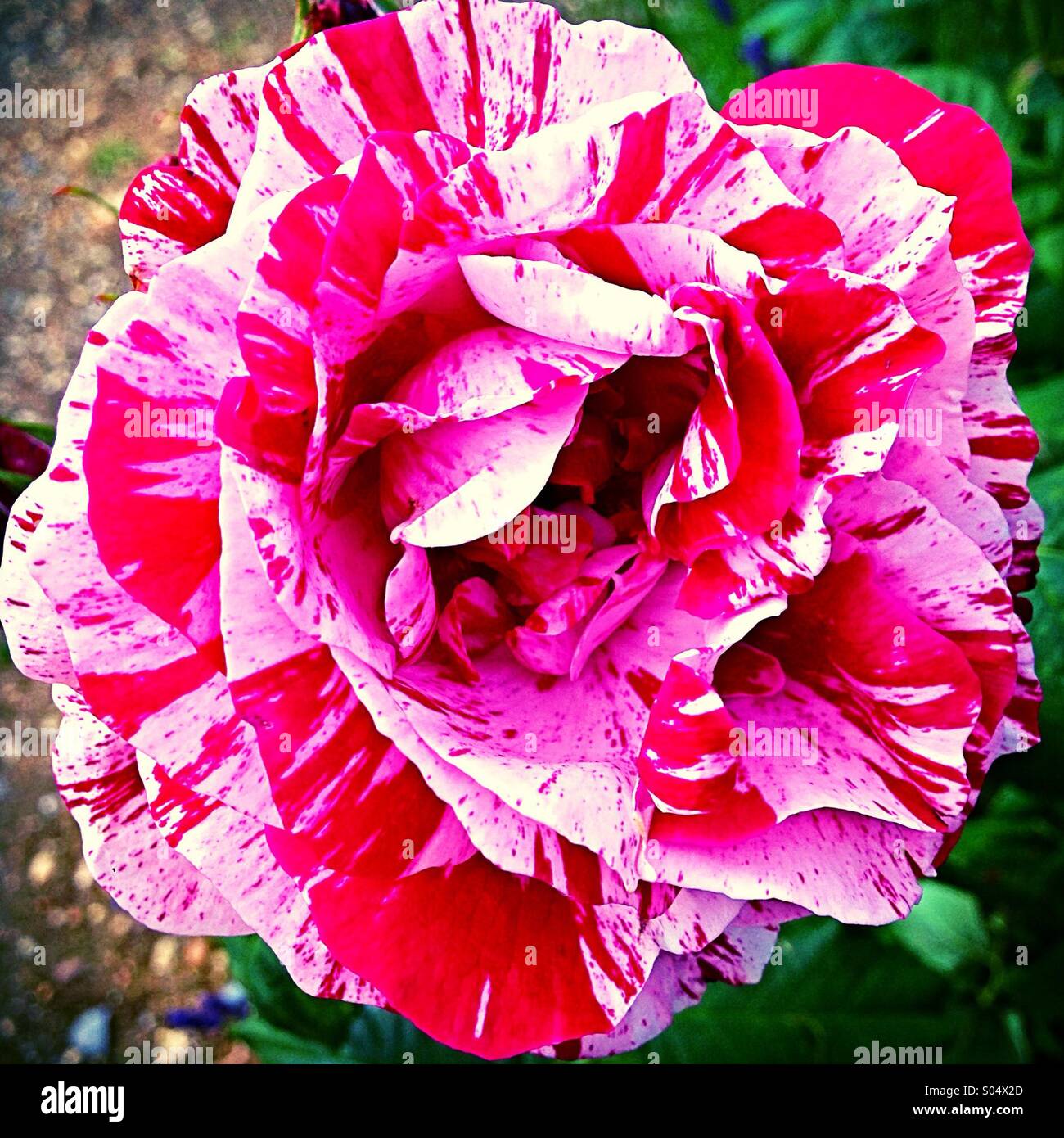 Rose in bloom Stock Photo - Alamy