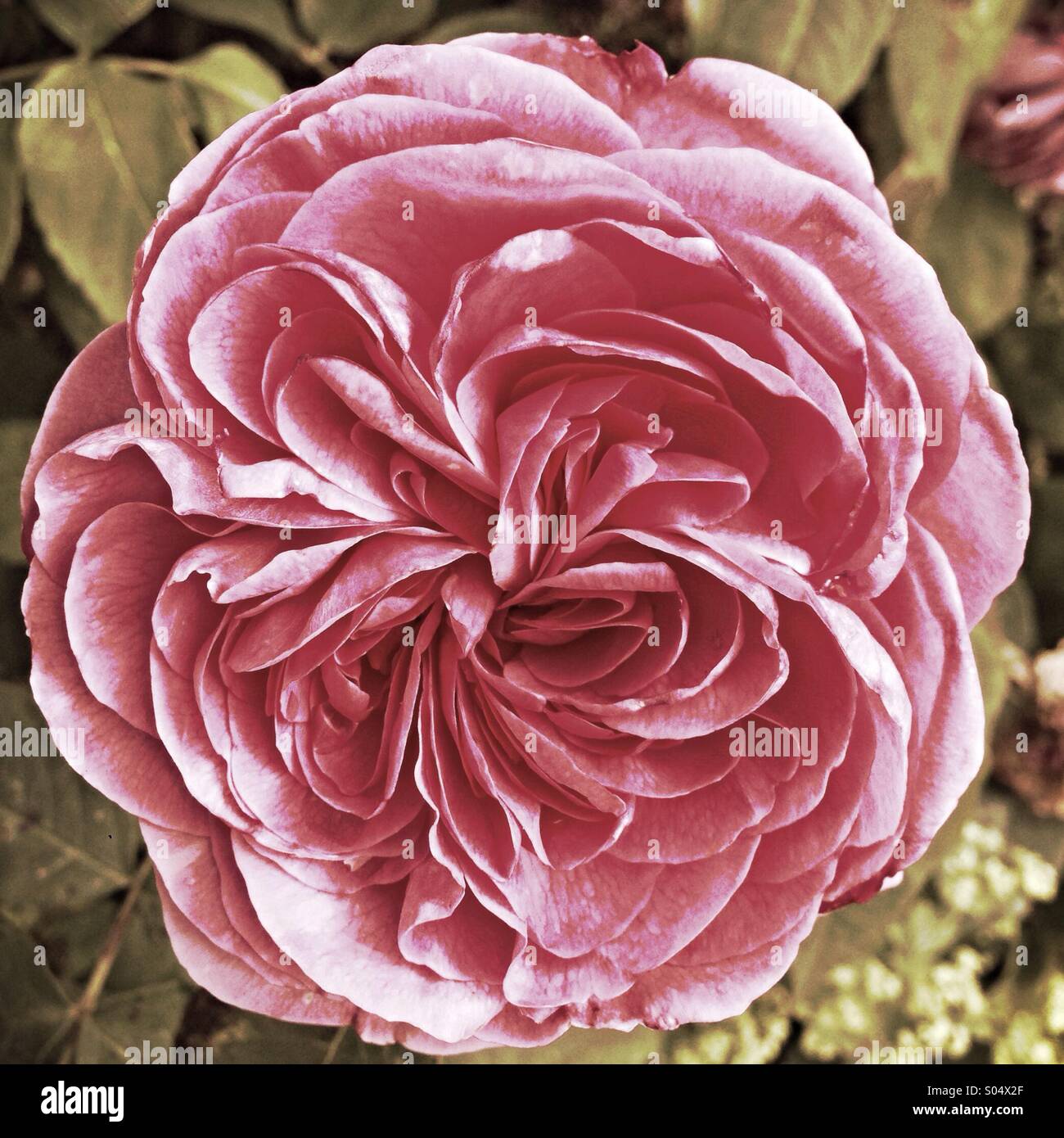 Dusky pink rose hi-res stock photography and images - Alamy