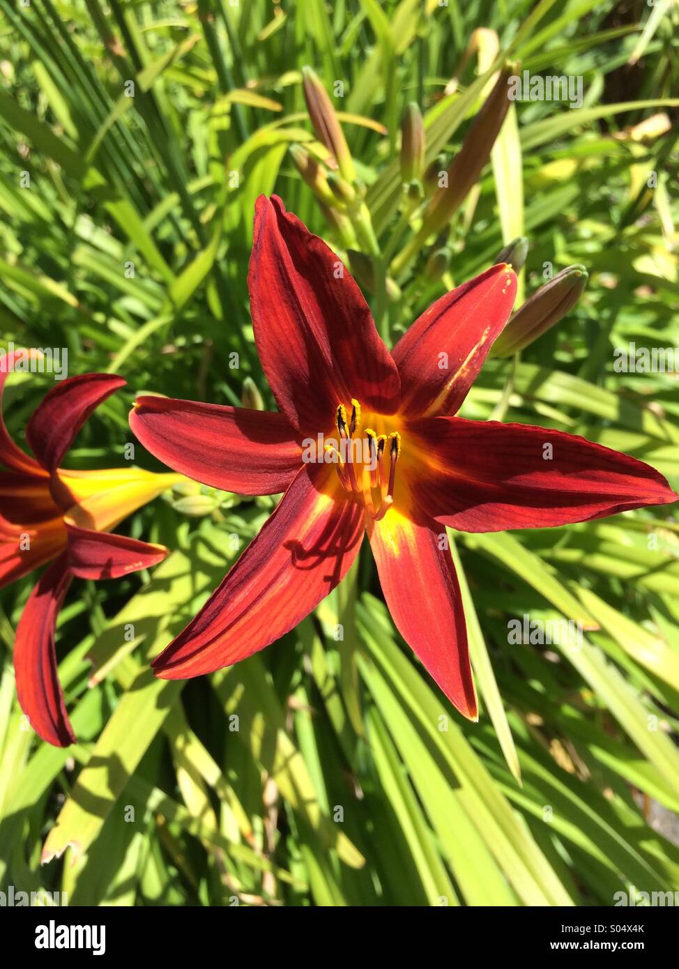 Burst Flower High Resolution Stock Photography and Images - Alamy