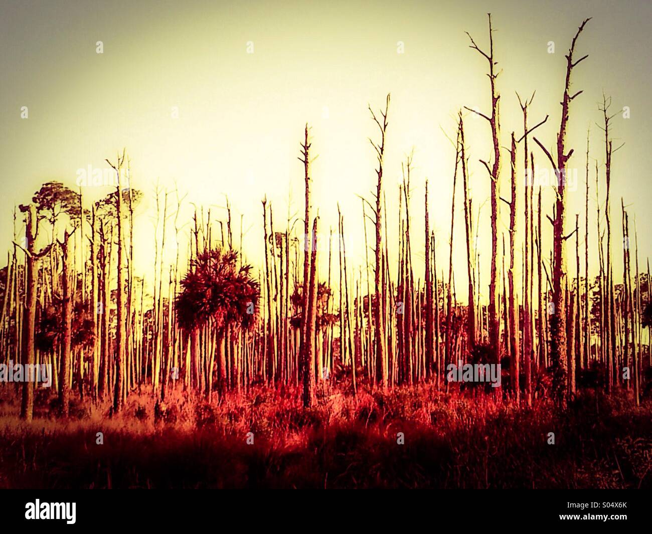 Burned out forest hi-res stock photography and images - Alamy
