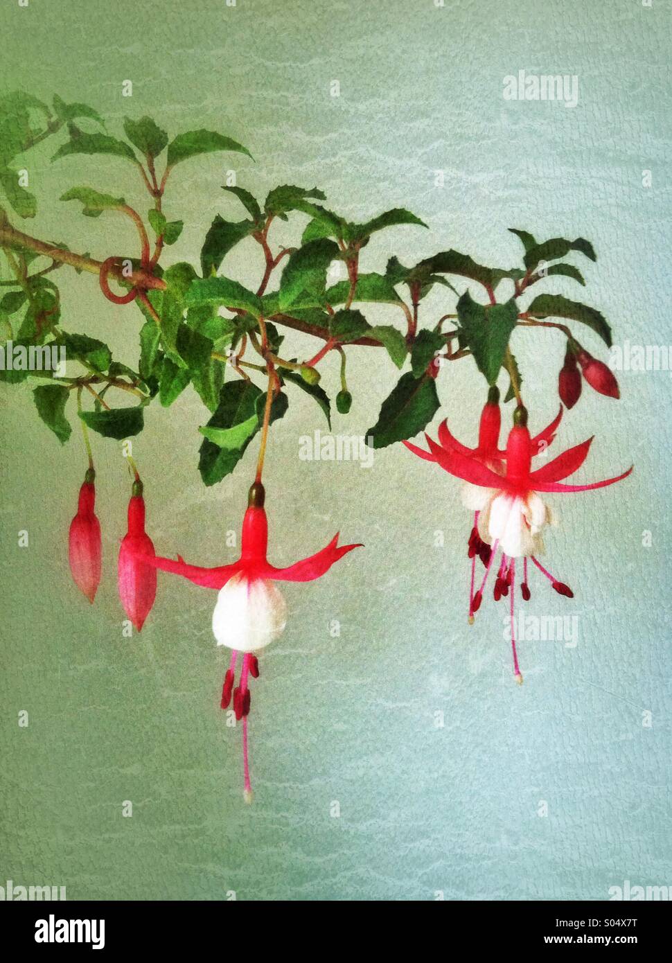 Fuchsia leaves hi-res stock photography and images - Alamy