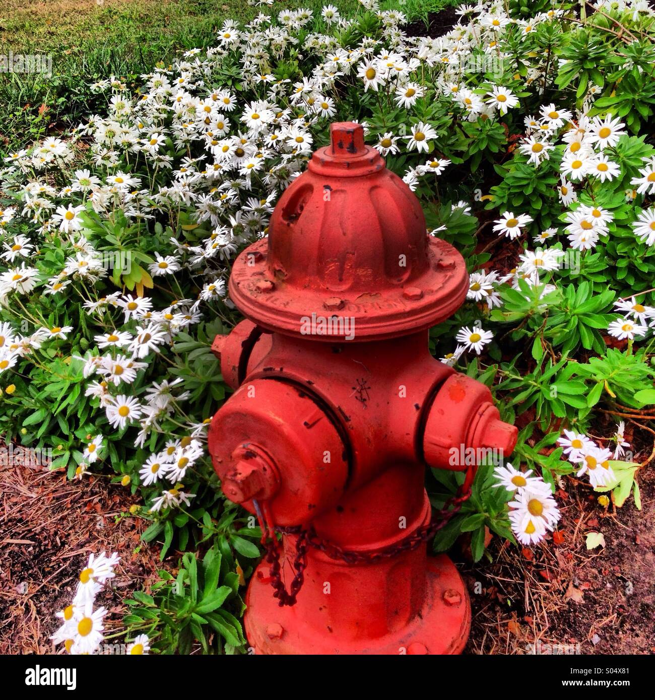 Red fire hydrant near a flower garden Stock Photo - Alamy