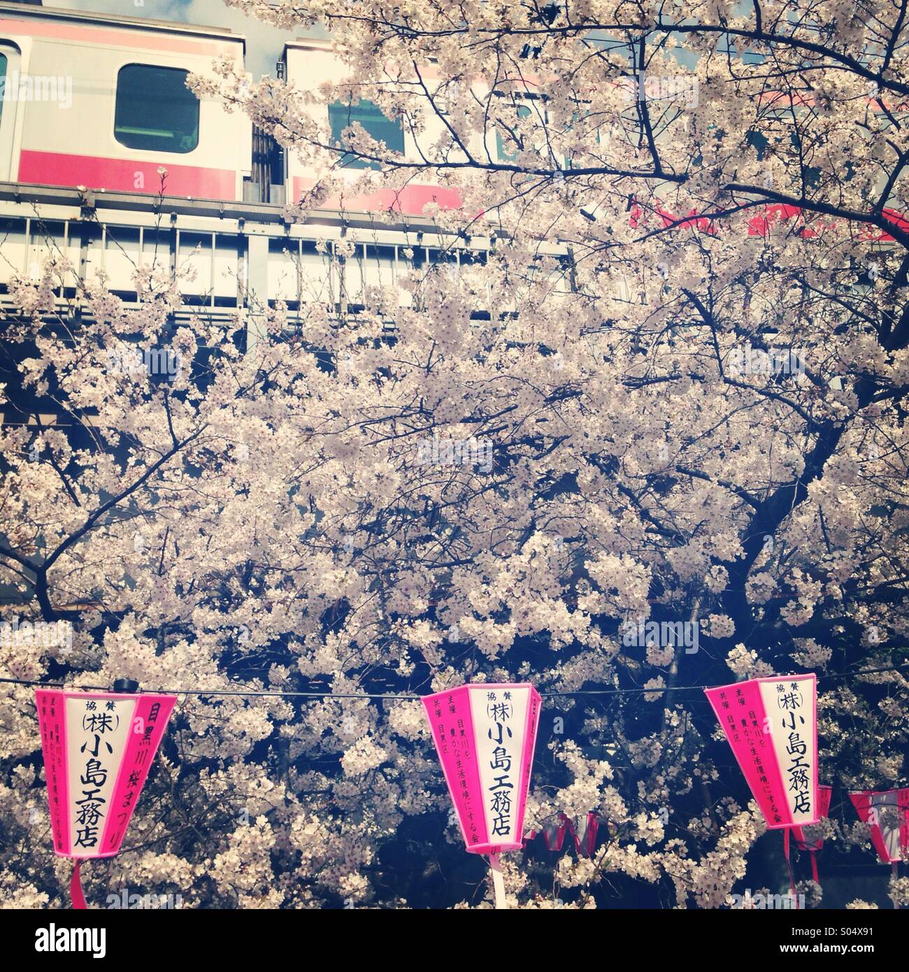Nakameguro cherry blossom hi-res stock photography and images - Alamy