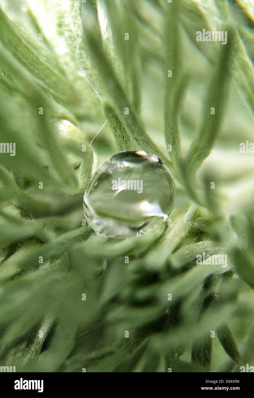 Macro drop hi-res stock photography and images - Alamy