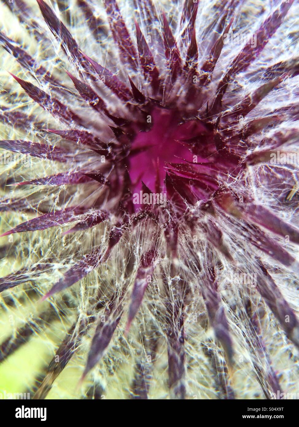 Macro mountain Thistle Stock Photo - Alamy