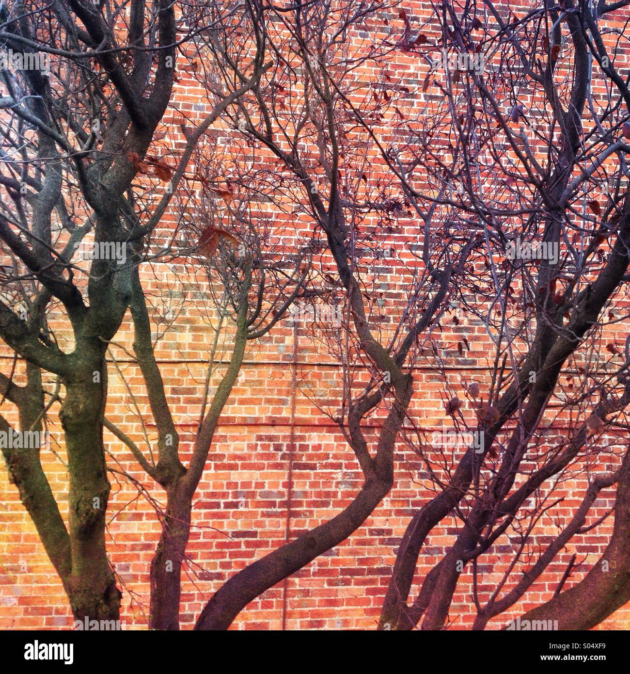 Black trees hi-res stock photography and images - Alamy