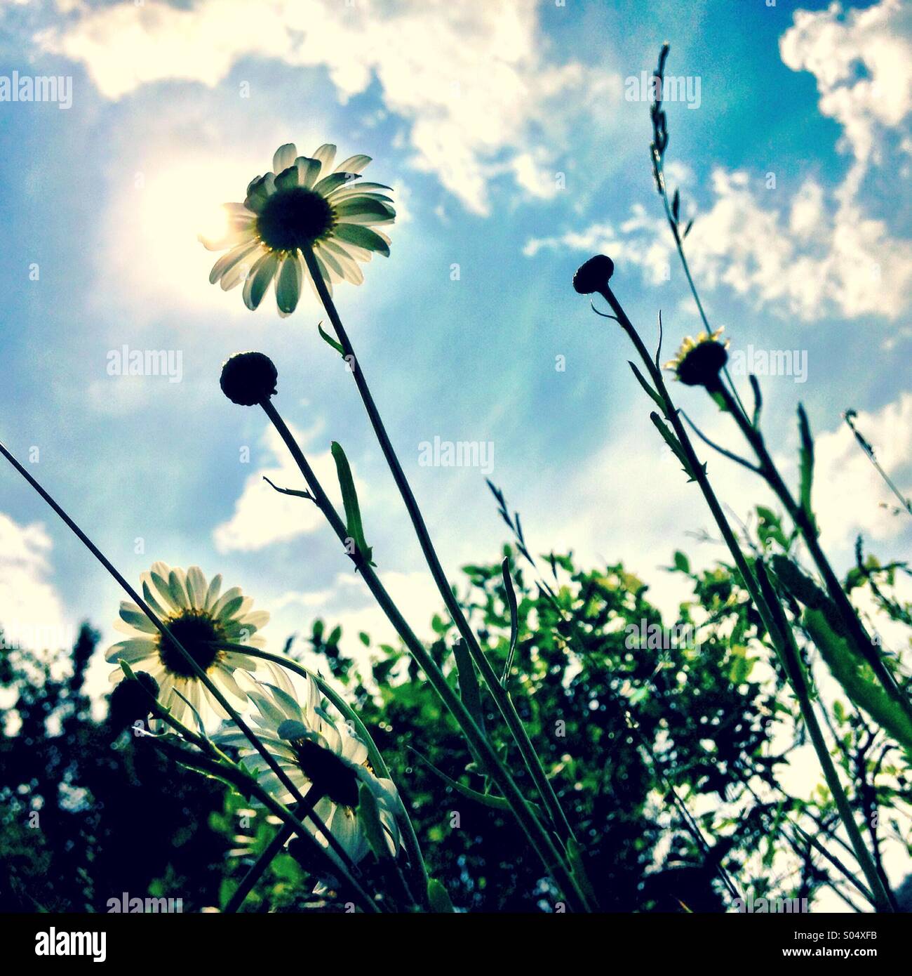 Daisy Blooms High Resolution Stock Photography and Images - Alamy