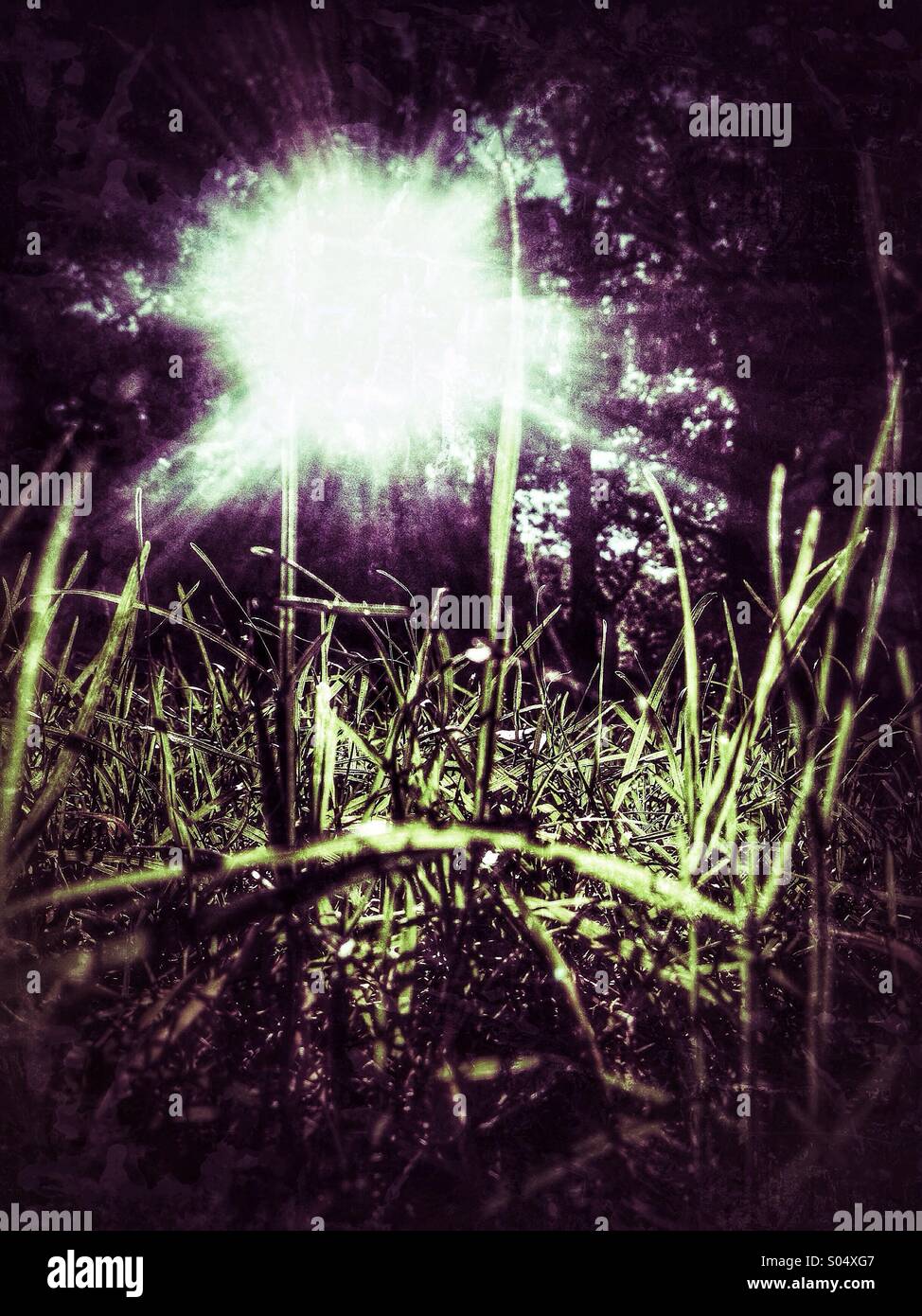 Looking through grass up to sun shining through trees Stock Photo - Alamy