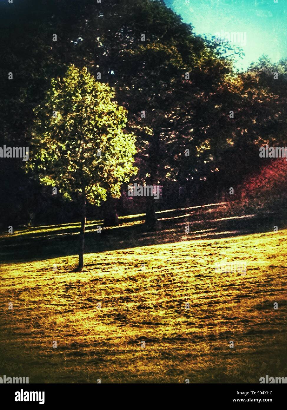 Young tree on a hill with established trees in background and shaft of ...