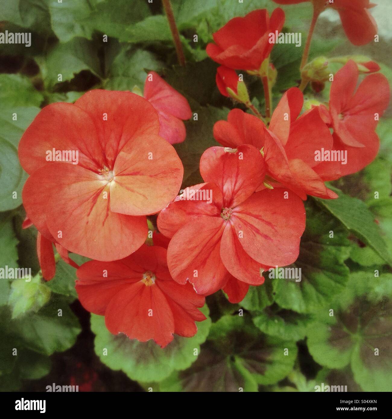 Geraniums flower hi-res stock photography and images - Alamy