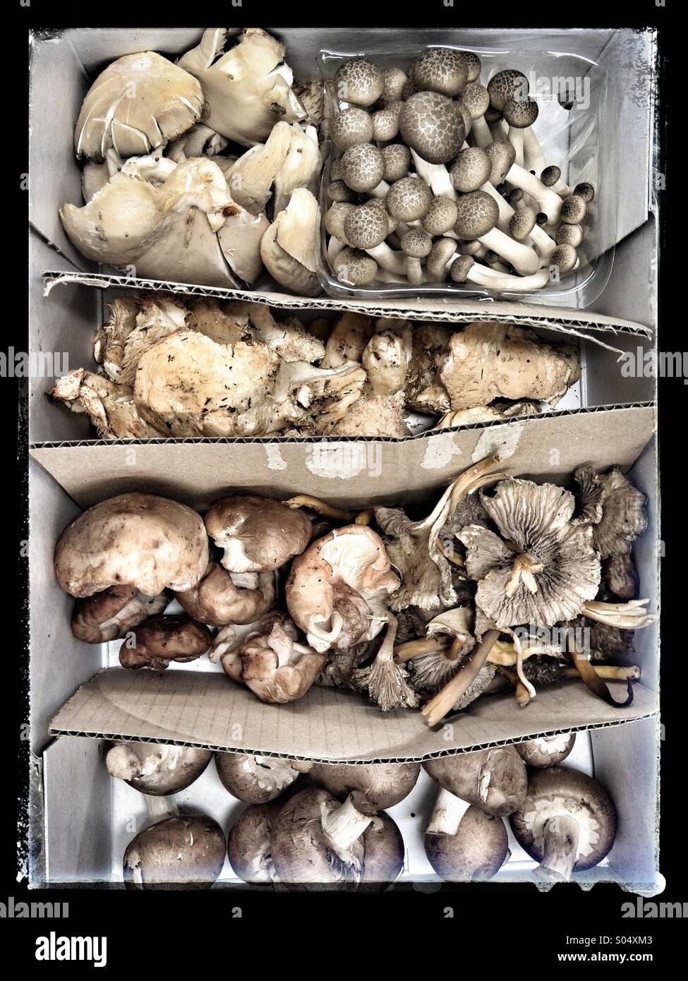 Choice edible mushroom hi-res stock photography and images - Alamy