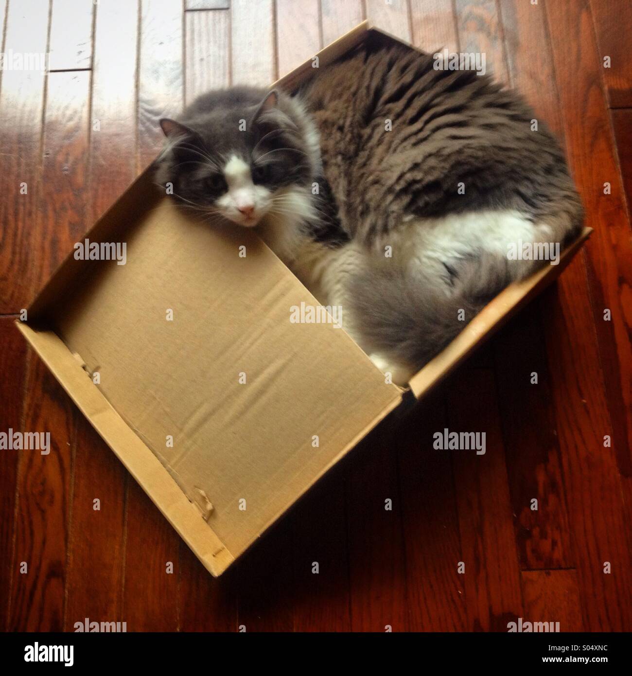 Cat inside a box hi-res stock photography and images - Alamy