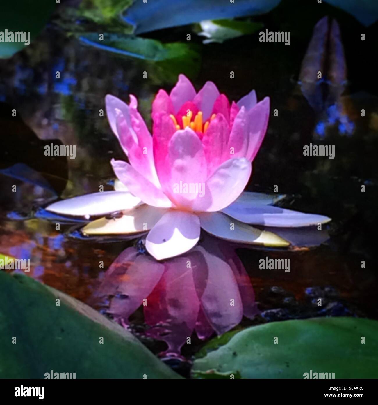 Lilypad hi-res stock photography and images - Alamy