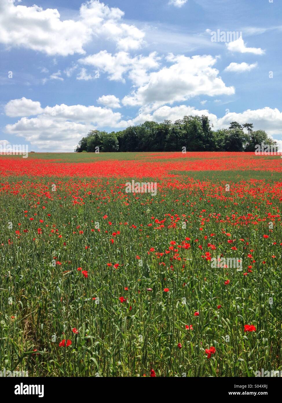 Kent poppies hi-res stock photography and images - Alamy
