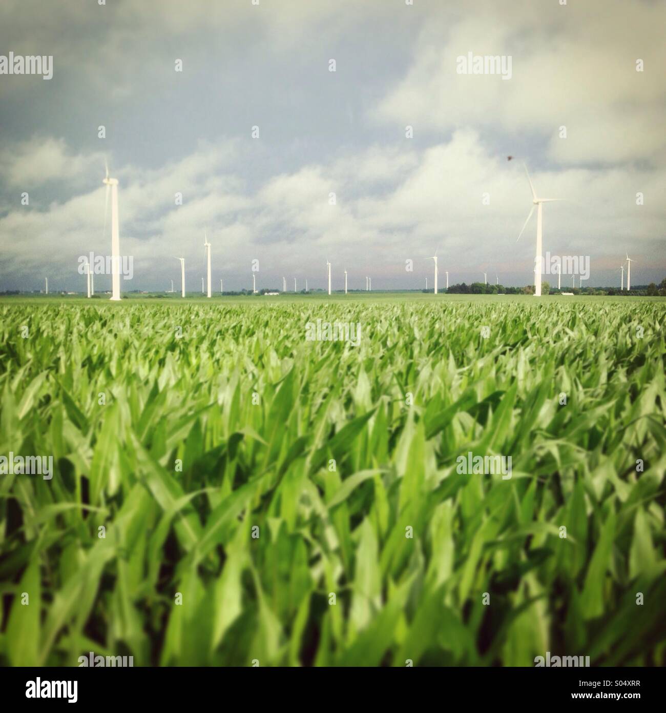 The wind field hi-res stock photography and images - Alamy