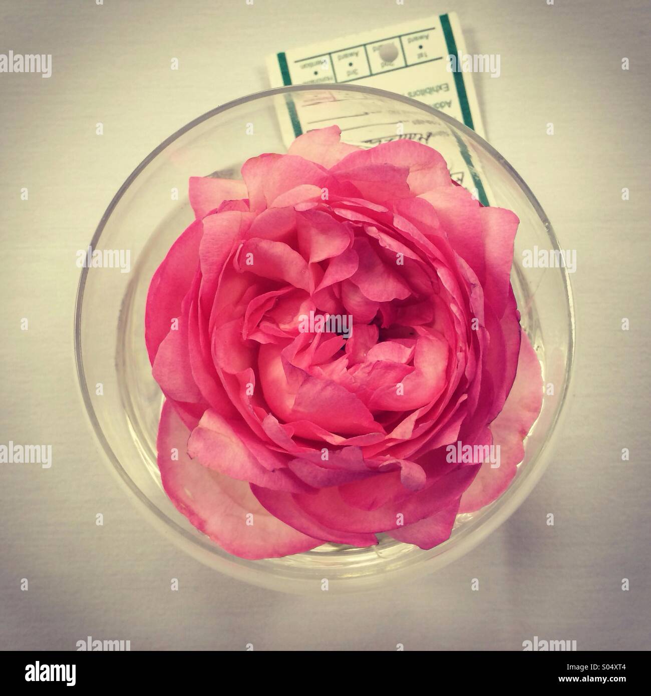 Winning flower hi-res stock photography and images - Alamy
