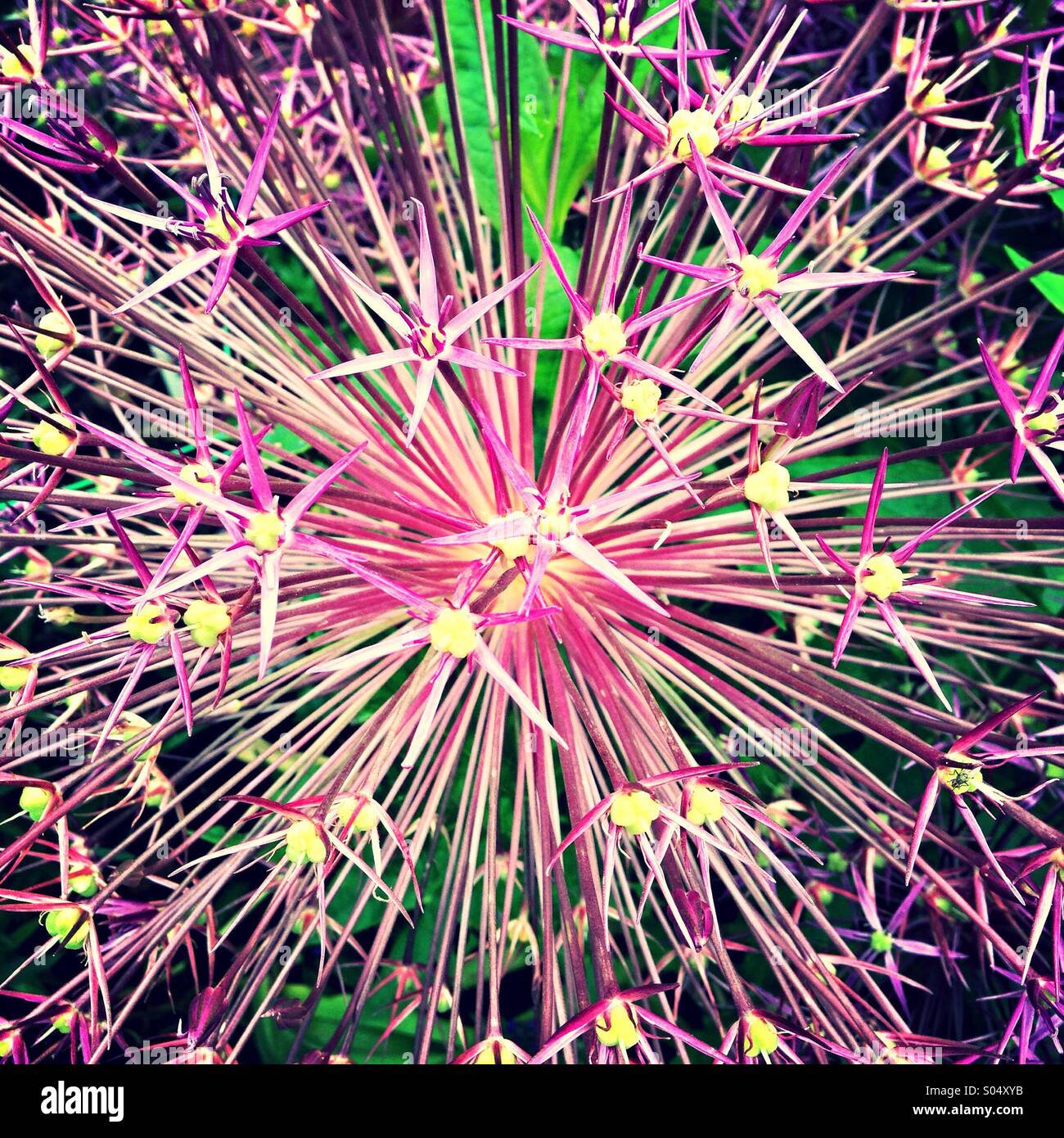 Alium hi-res stock photography and images - Alamy