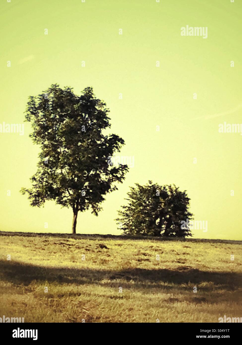 Trees in a hill Stock Photo - Alamy