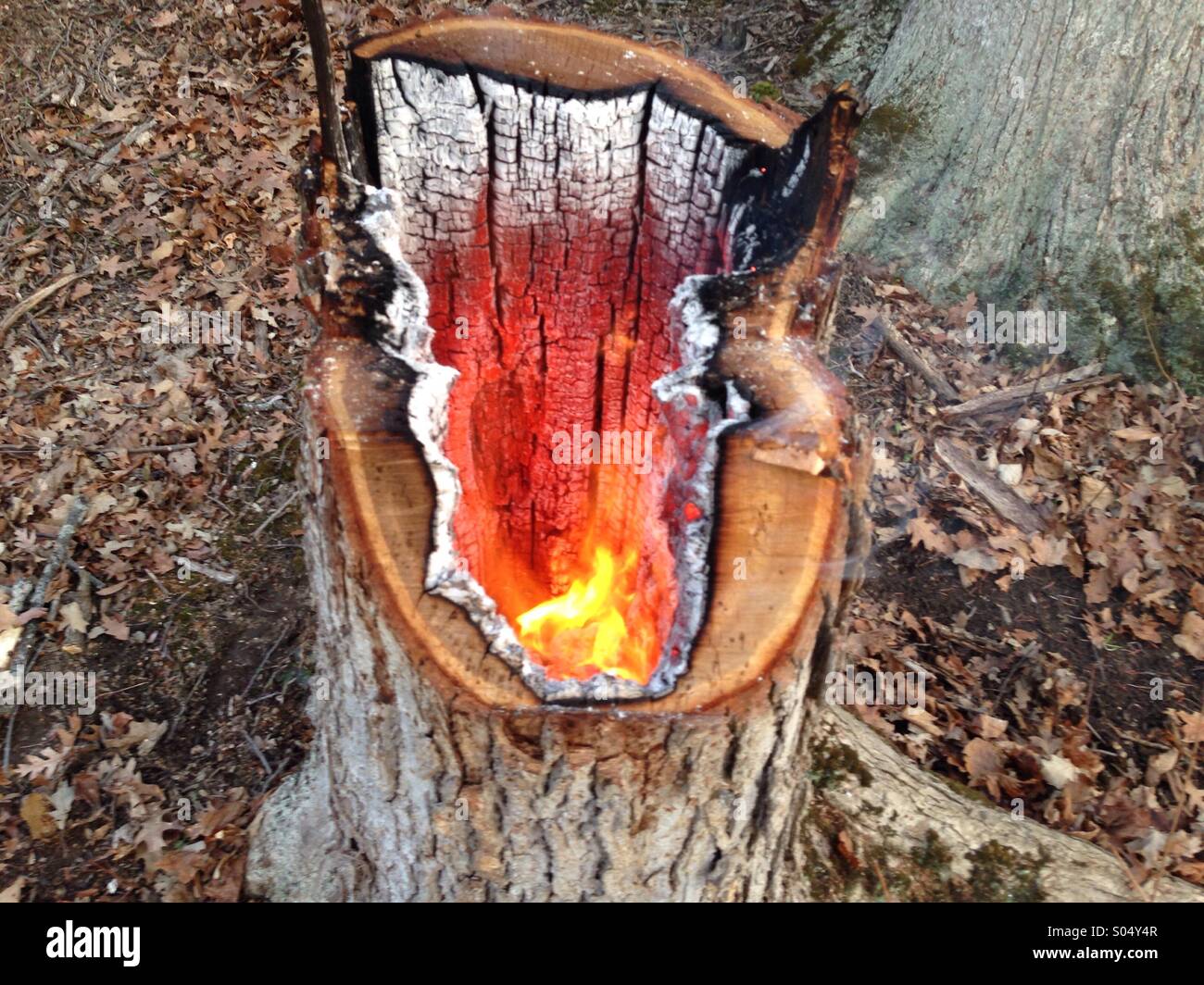 Tree burning hi-res stock photography and images - Alamy