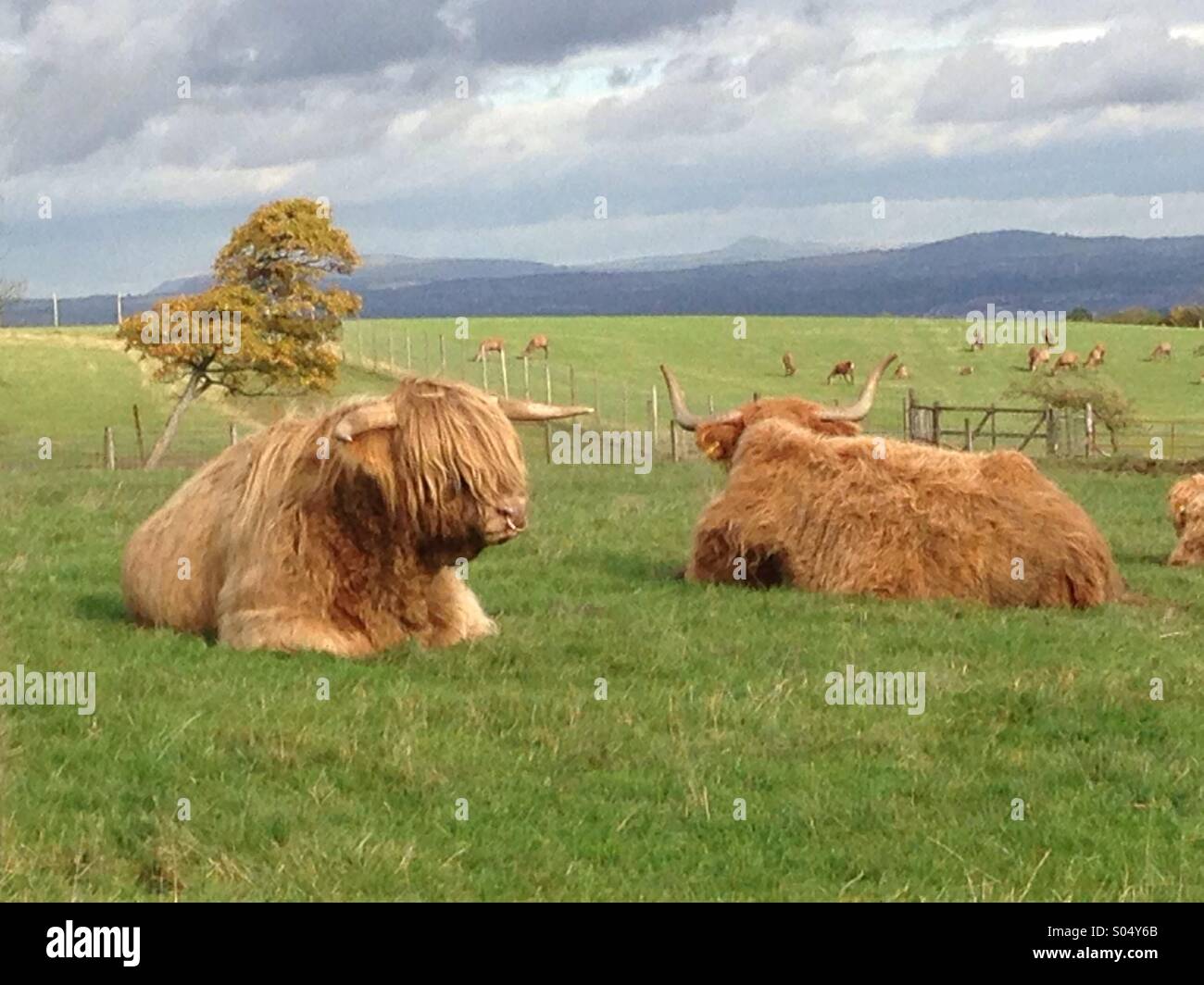 Highland cow cows hi-res stock photography and images - Alamy