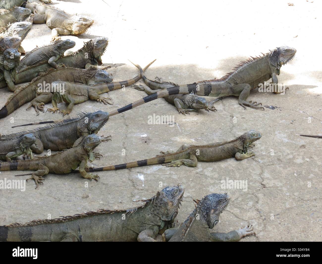 Hungry lizards hi-res stock photography and images - Alamy