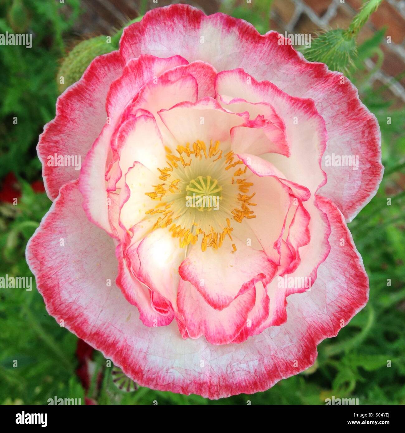 White peace poppy hi-res stock photography and images - Alamy