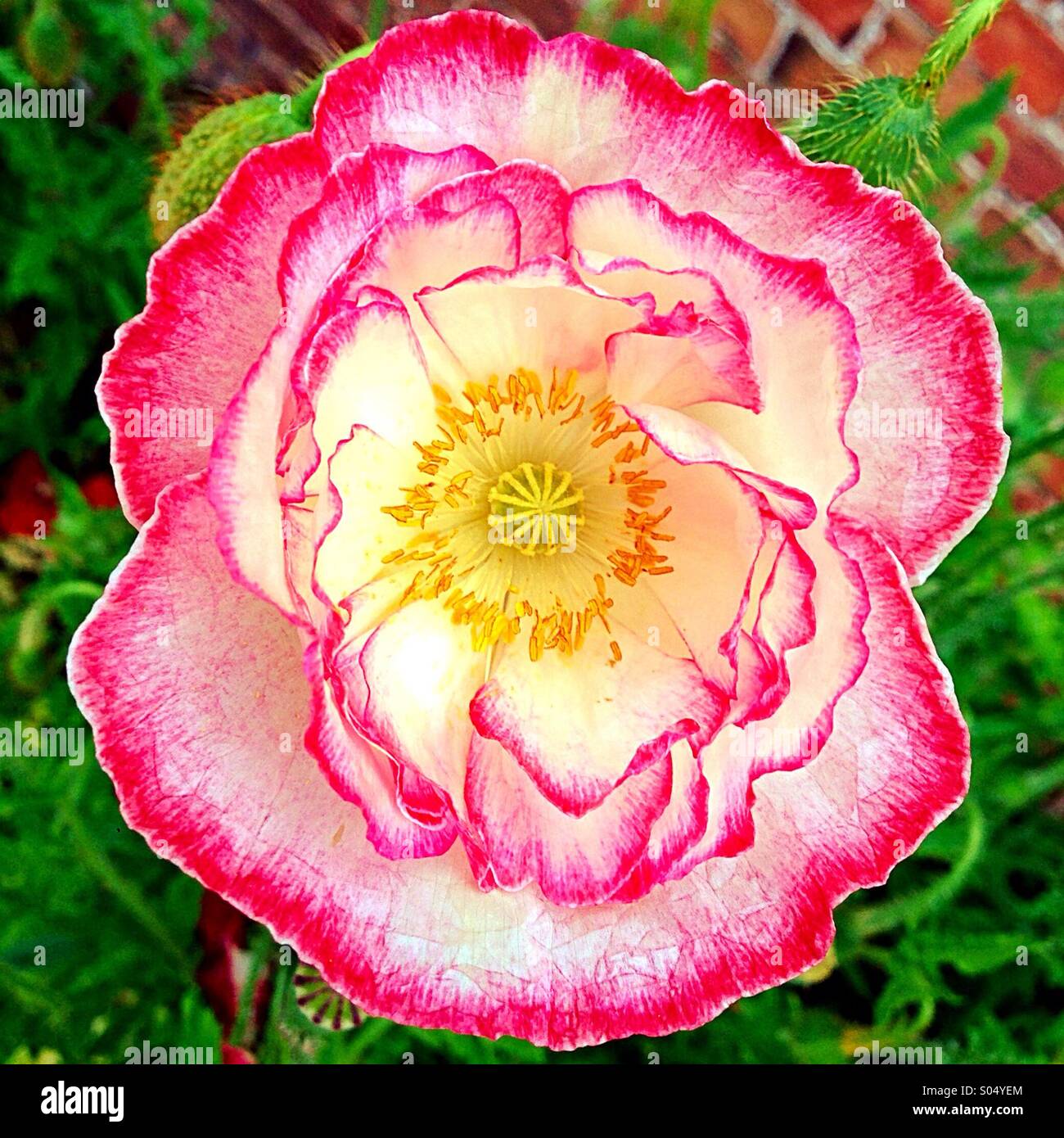 Peace poppy hi-res stock photography and images - Alamy
