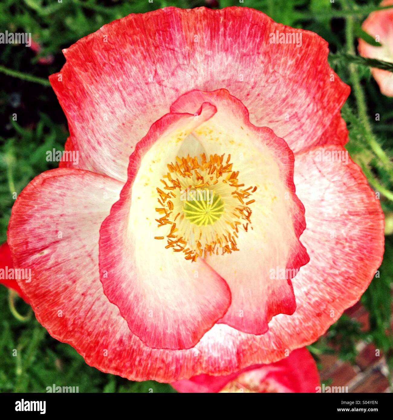 White peace poppy hi-res stock photography and images - Alamy