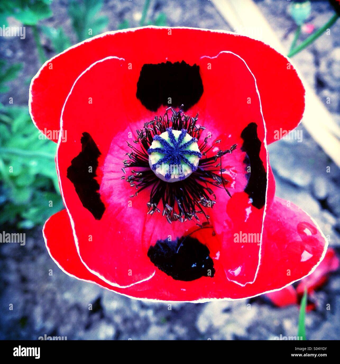 Black poppy garden hi-res stock photography and images - Alamy