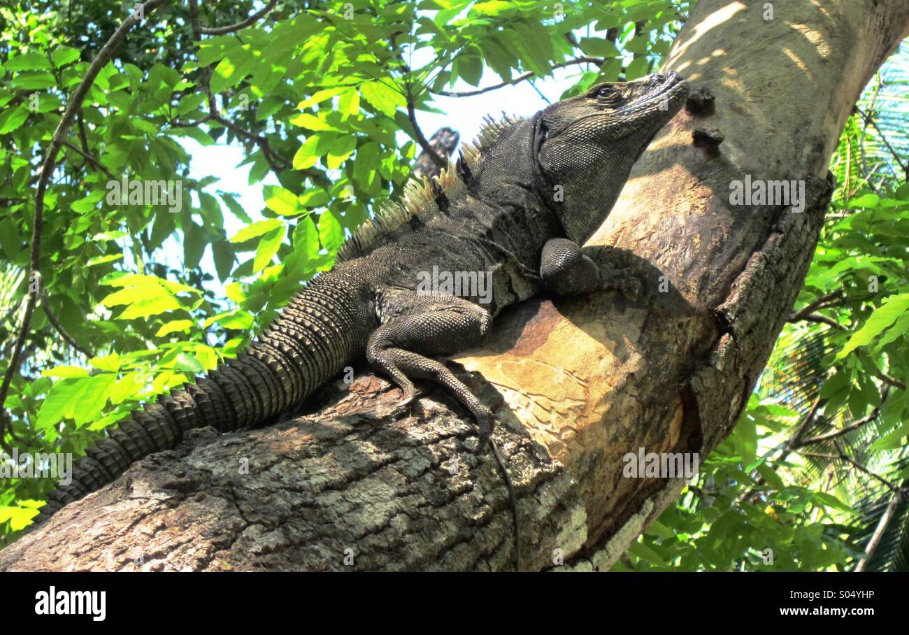Lizard in tree hi-res stock photography and images - Alamy