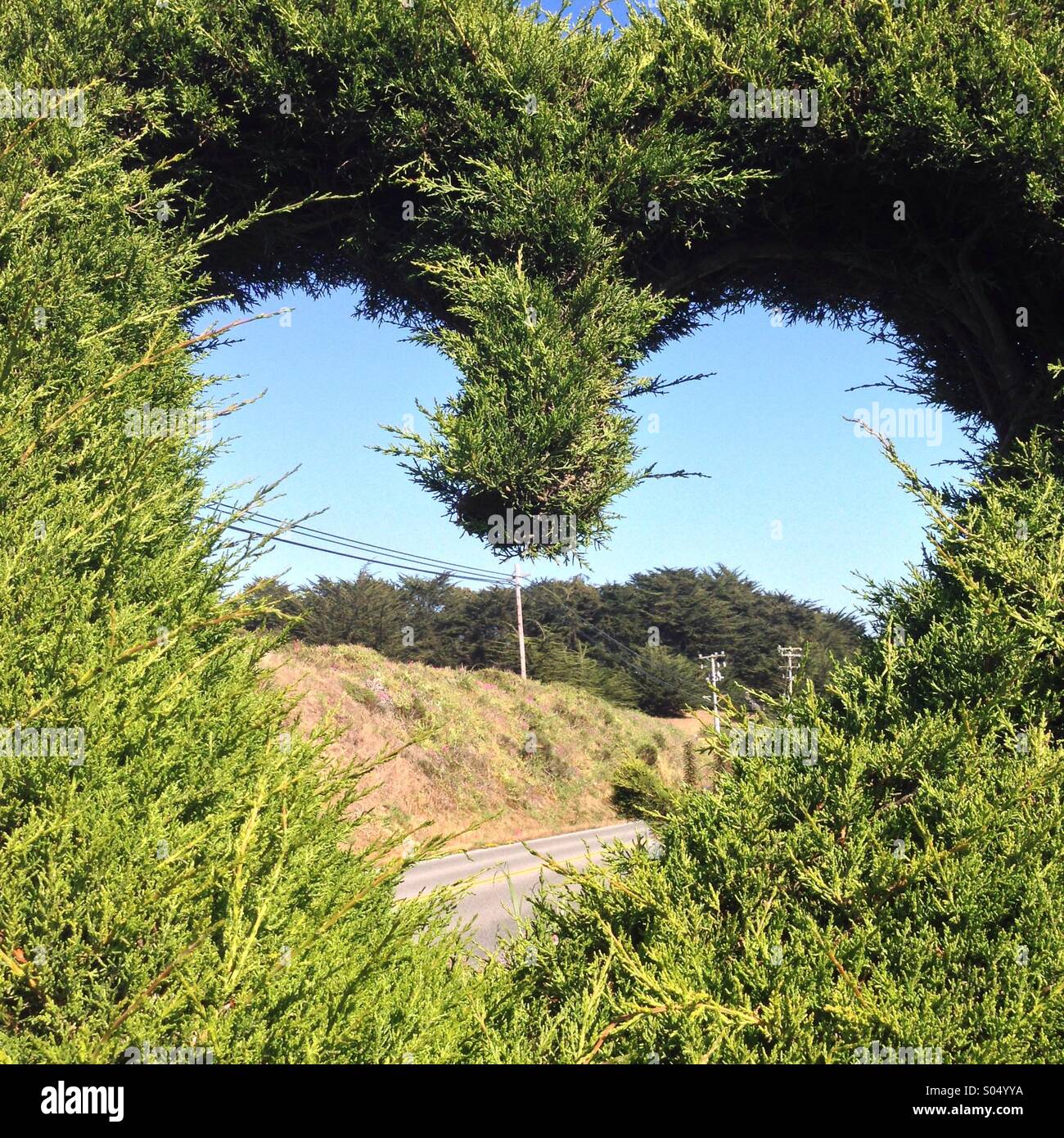 Heart shrub hi-res stock photography and images - Alamy