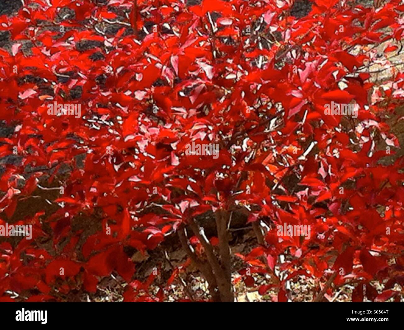 Deep red color hi-res stock photography and images - Alamy