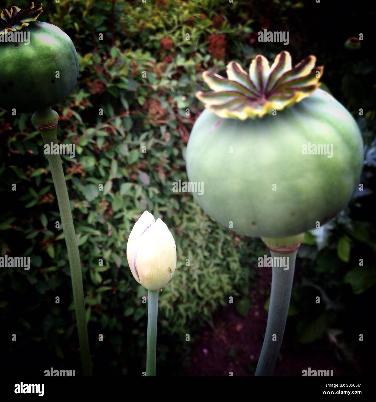 Poppy bud seed hi-res stock photography and images - Alamy