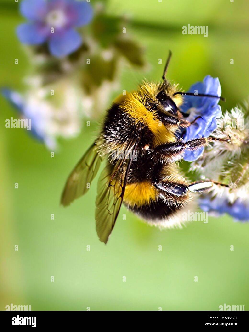 English Bumble Bee Stock Photo - Alamy