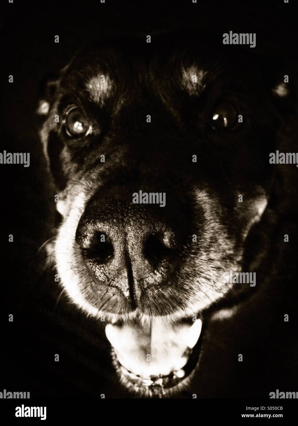 Portrait of a happy smiling Rottweiler Stock Photo - Alamy