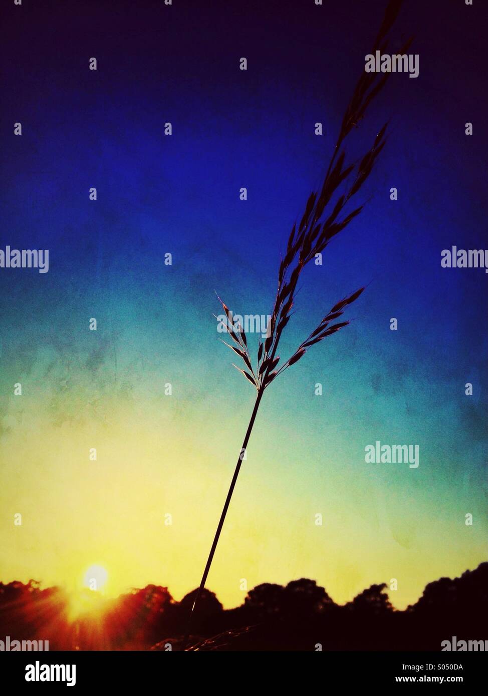 Single grass in silhouette at sunset Stock Photo - Alamy