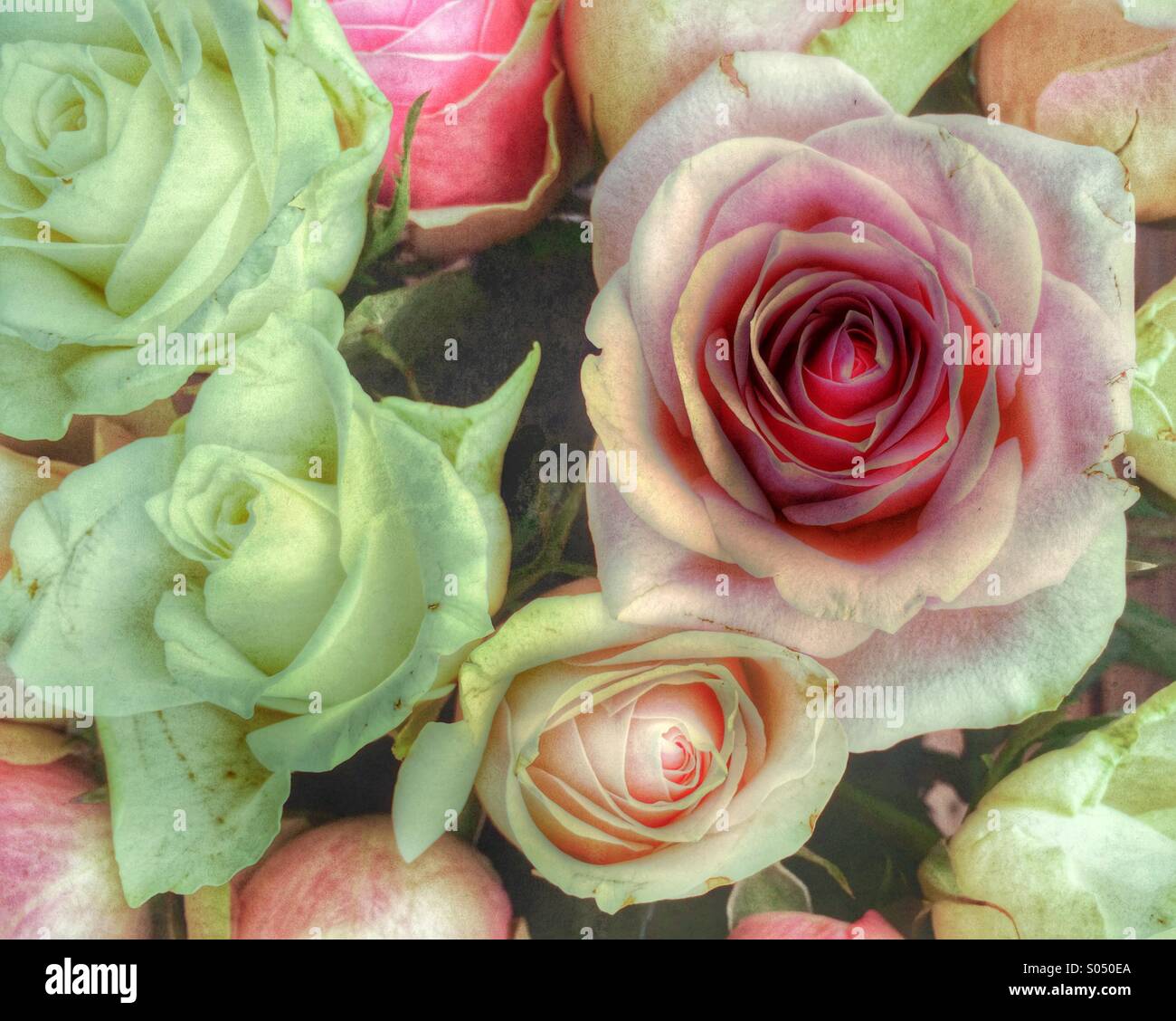 Close-up of a bunch of roses Stock Photo - Alamy