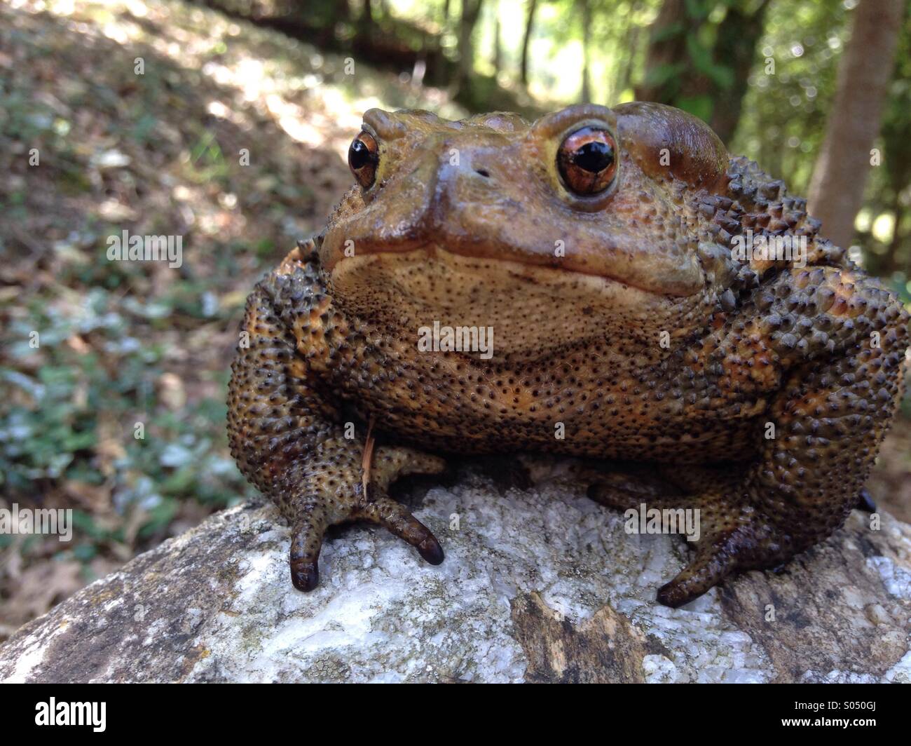 Giant Frog High Resolution Stock Photography and Images - Alamy