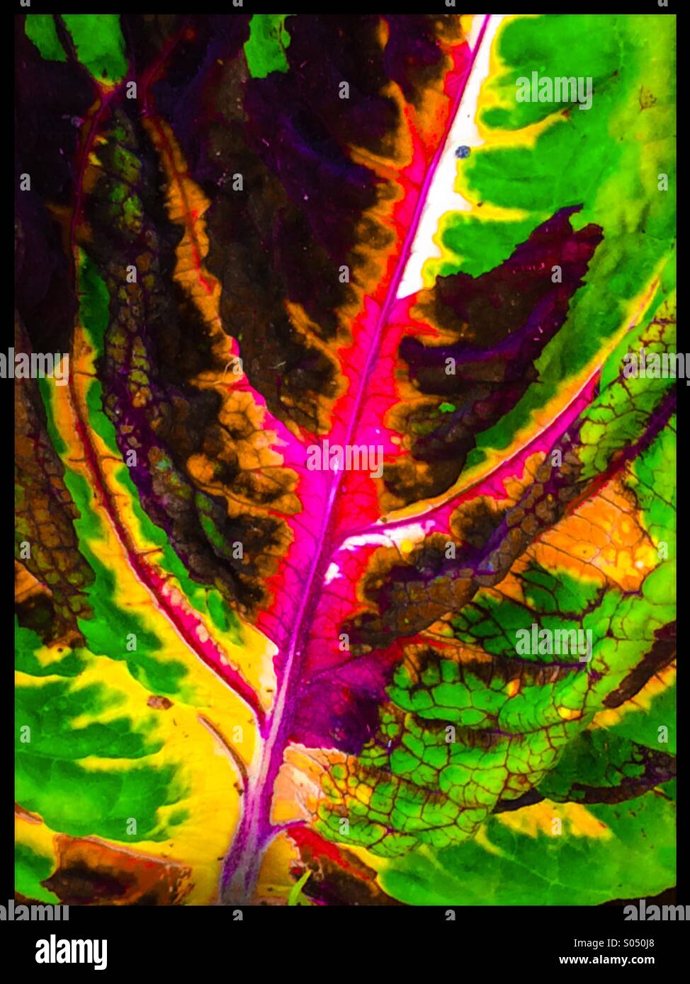 Java leaf hi-res stock photography and images - Alamy