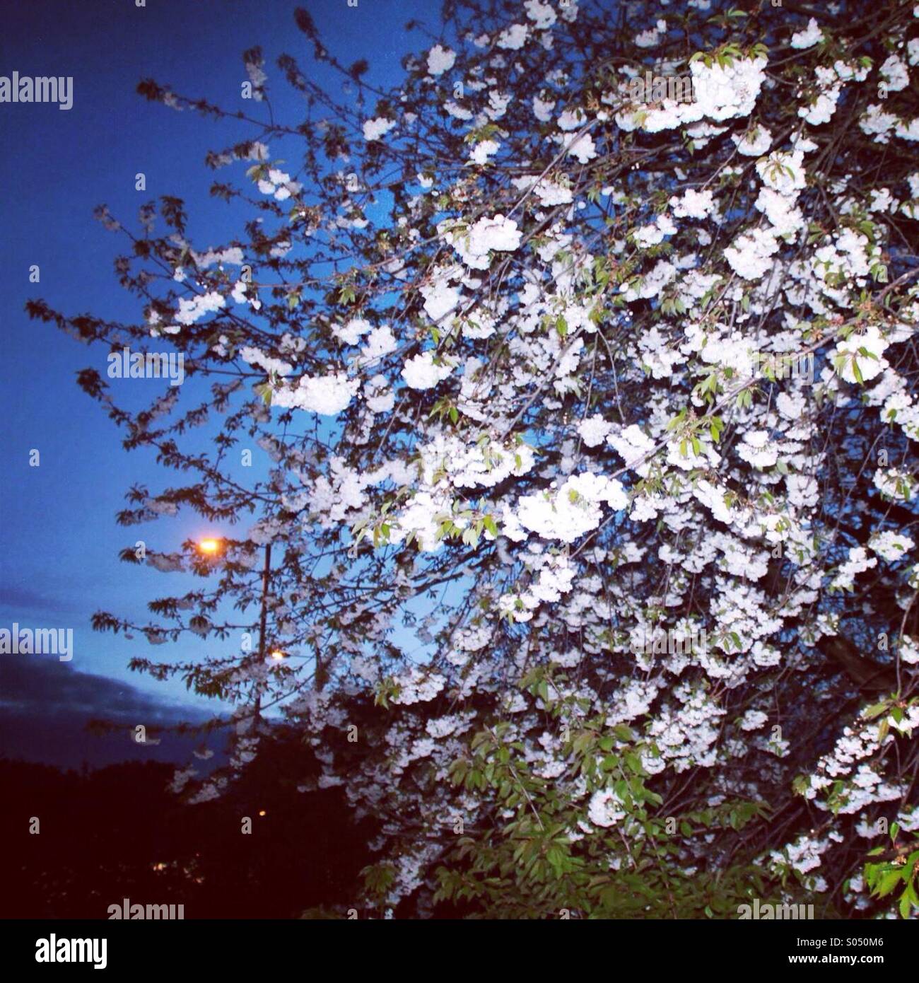 Flower it is lifetime ! Stock Photo - Alamy