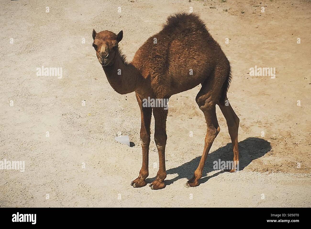 Baby Camel