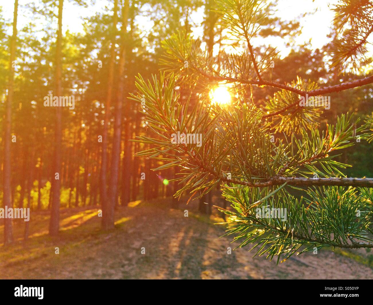 Shiny sunset in pine forest. Sunny landscape Stock Photo - Alamy