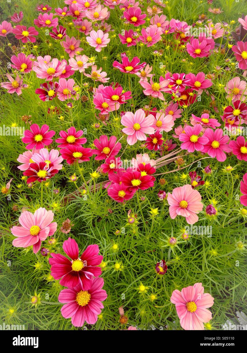 Cosmos, species of flowering plants Stock Photo - Alamy