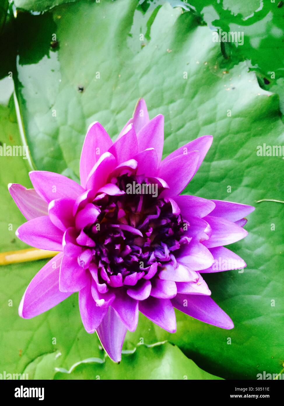 Violet Lotus High Resolution Stock Photography and Images - Alamy
